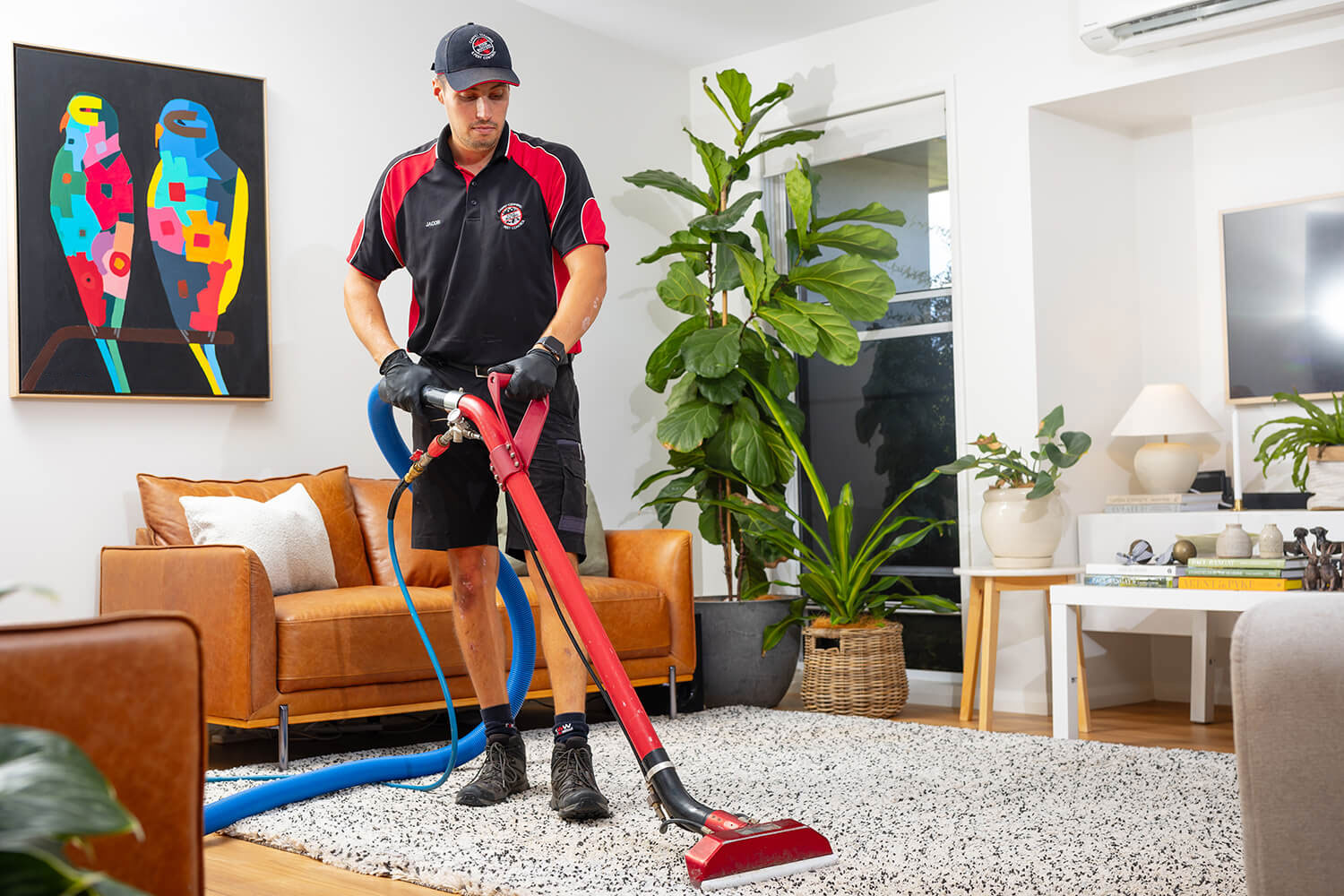 Professional Rug Cleaning Service - Stain Busters Toowoomba